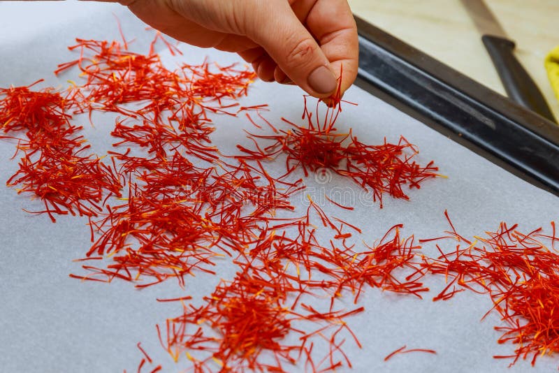 Girl Puts Saffron Stamens on White Parchment, Drying Spice. Stock Image ...