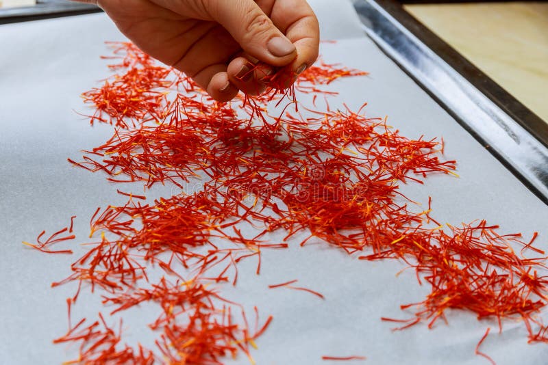 Girl Puts Saffron Stamens on White Parchment, Drying Spice. Stock Photo ...