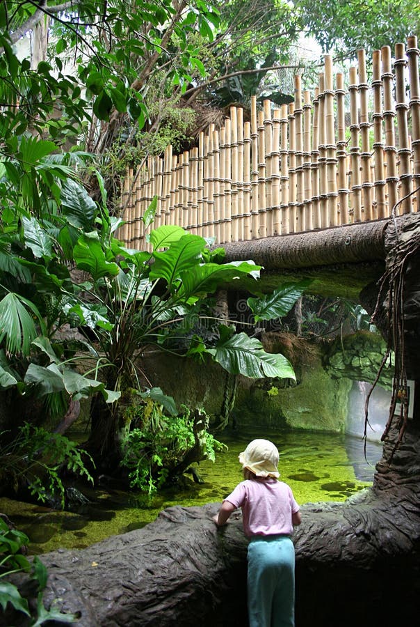 Girl in a Rainforest stock image. Image of ghoul, learn - 6373873