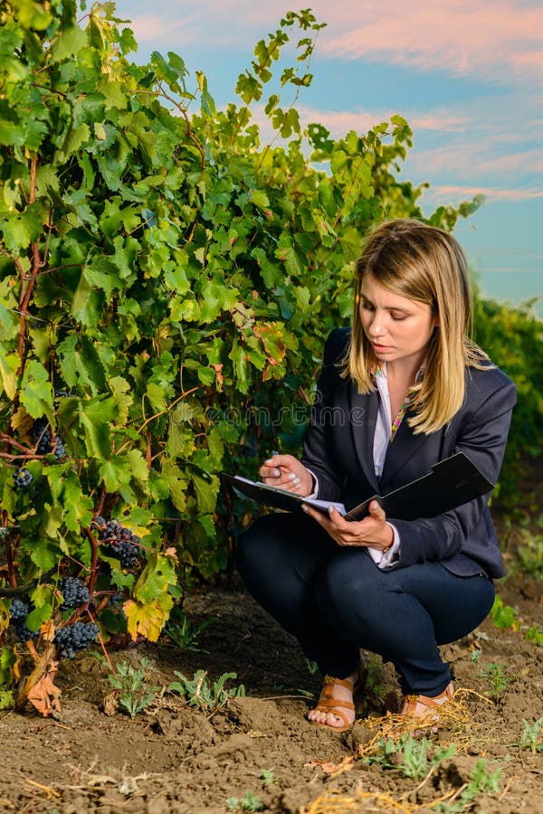 The Control Quality of Vine and Grape Crop Stock Photo - Image of ...