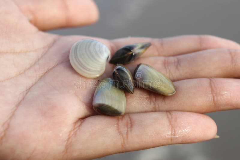 Girl S Hand Holds a Sea Shell in Her Hand. Hand Holding Sea Shell, Sea ...