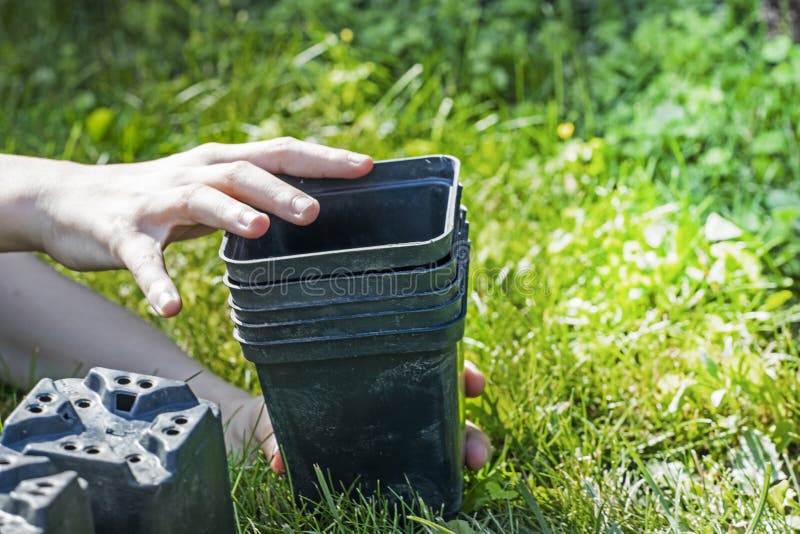 Girl S Hands Stack Empty Plastic Containers for Flowers, after Planting ...