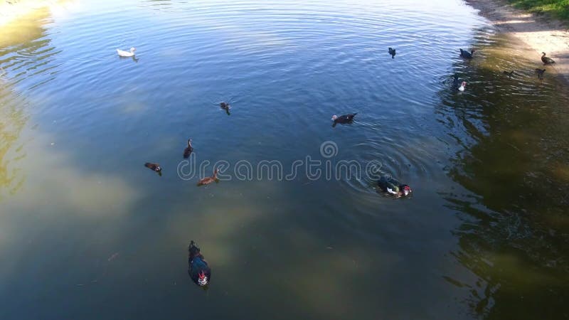 Kids are scared by ducks stock footage. Video of musk - 166549450