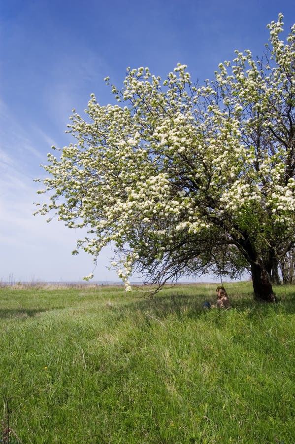 Girl In A Shadow Of A Blossoming Tree Picture. Image: 5008312
