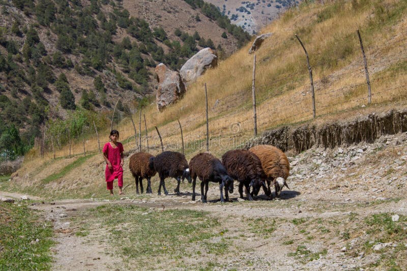 Girl with Sheep in Tajikistan Editorial Photo - Image of green, field ...