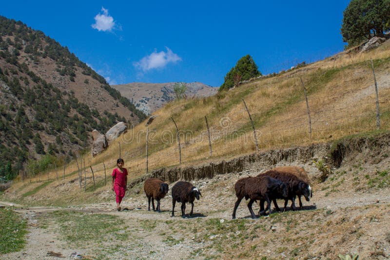 Girl with Sheep in Tajikistan Editorial Photo - Image of nature ...