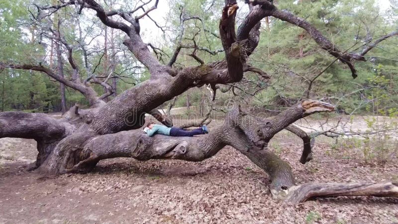 A Girl Sleeps on a Big Tree in the Forest.a Tree Grows in a Forest. Oak ...