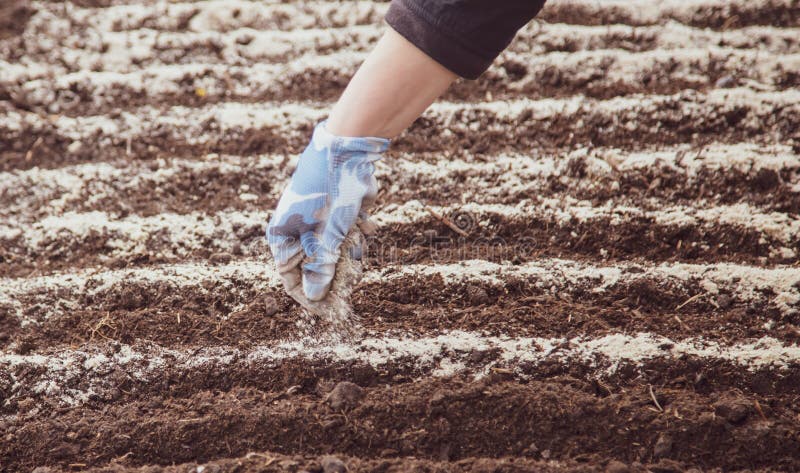 The Girl Sows Seeds in the Ground Stock Image - Image of seeding, work ...