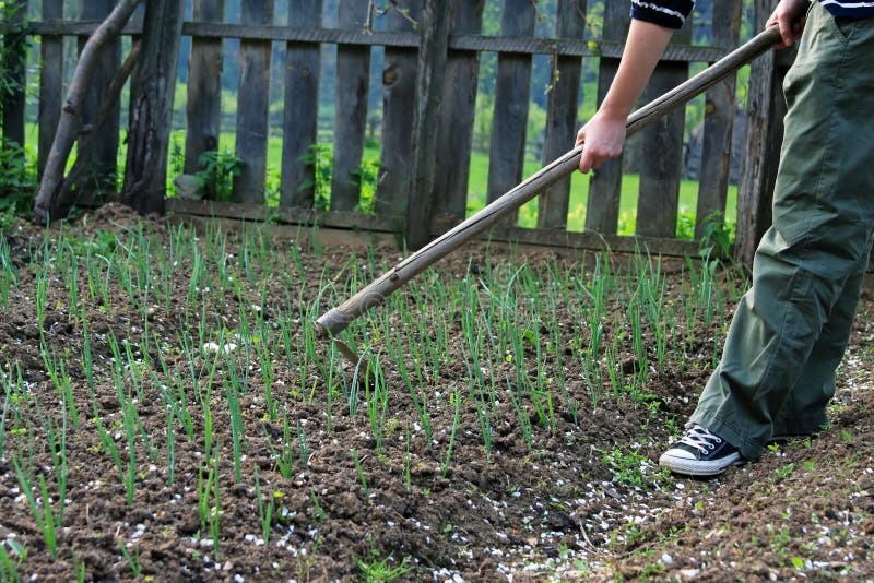 Girl Spading In The Garden Picture. Image: 14151297