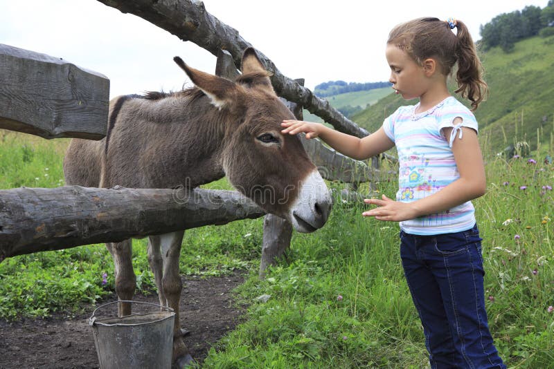 Seaside donkeys resting stock image. Image of mule, collar - 42205365