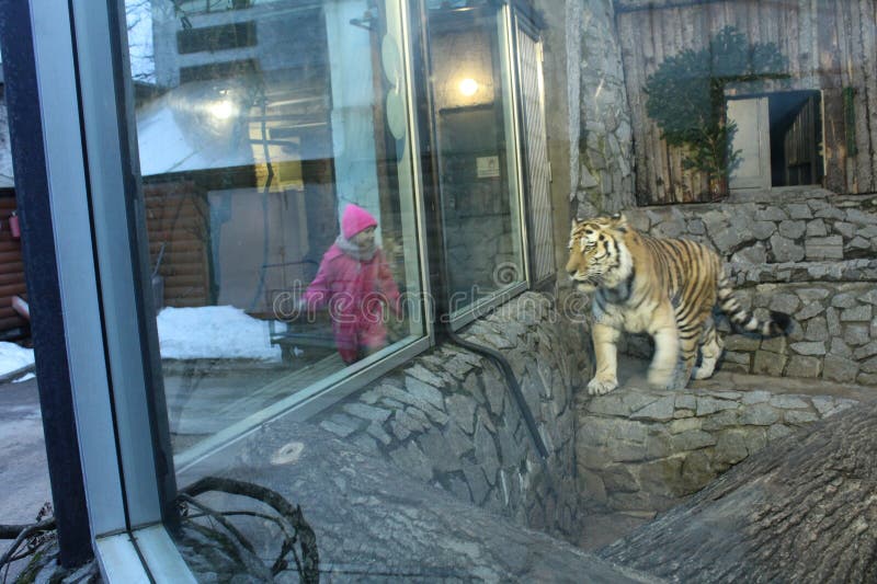 A Girl and a Tiger in the Zoo. Visiting Animals in the Zoo Editorial ...