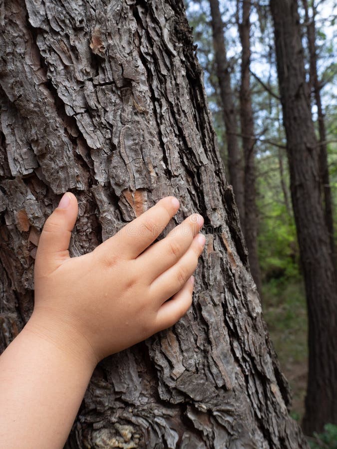 Girl touching tree stock image. Image of healthy, nature - 149863989