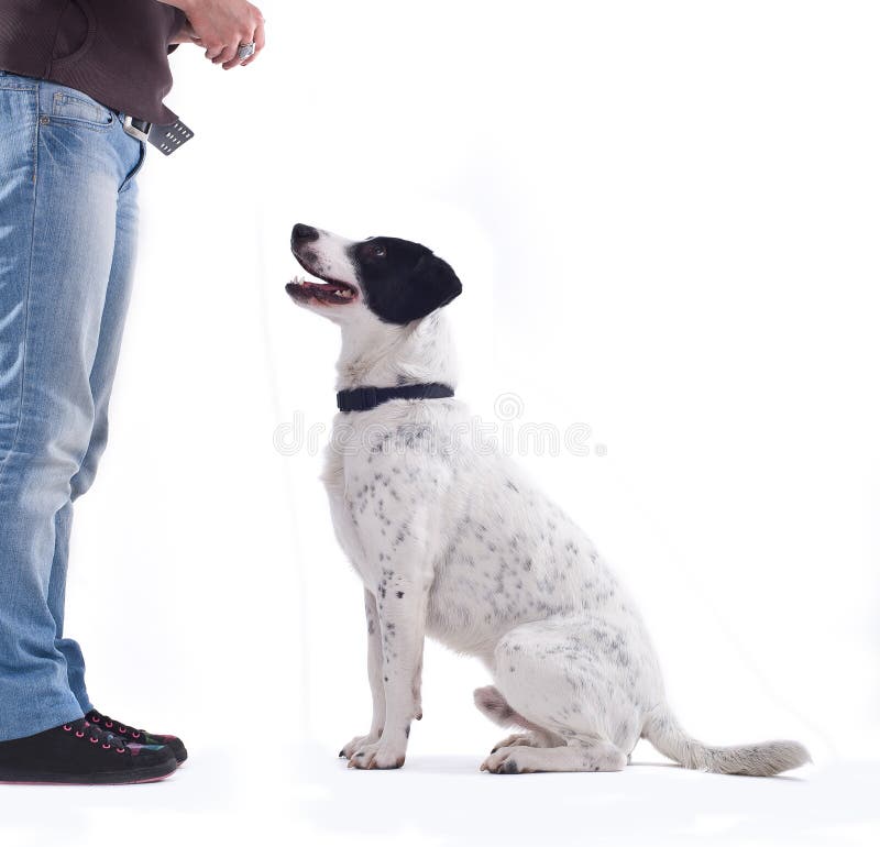 Girl Training Here Dog Isolated White Background Stock Photos - Free ...
