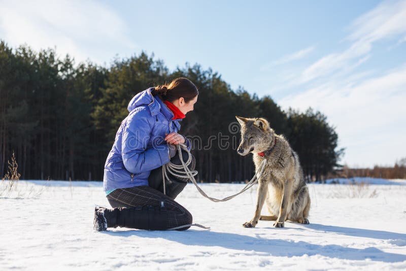 Wolf Trainer Stock Photos - Free & Royalty-Free Stock Photos from ...