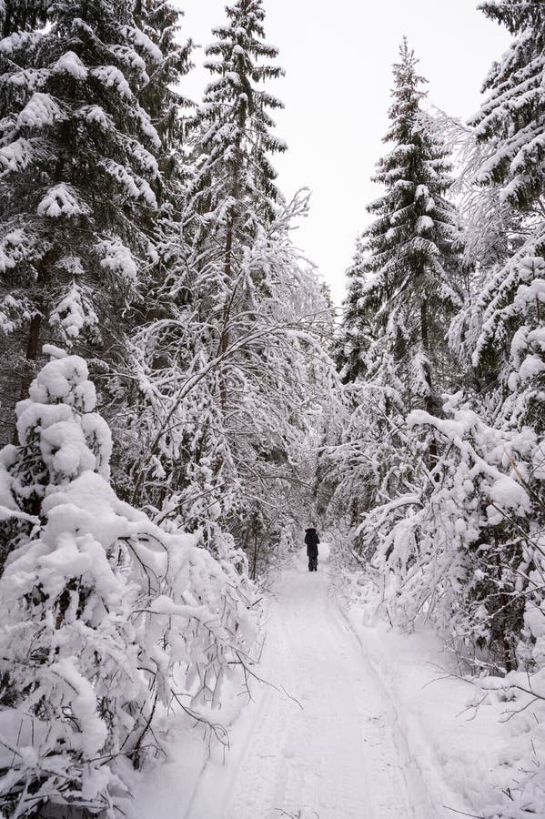 Girl Walking Away through a Snow-covered Fores Stock Photo - Image of ...