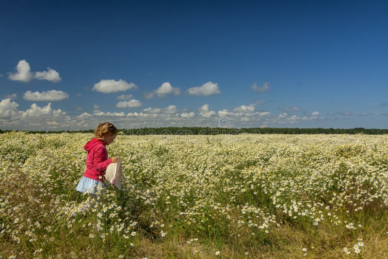 A Girl Walking in a Huge Field with Blooming Field Daisies Stock Image ...
