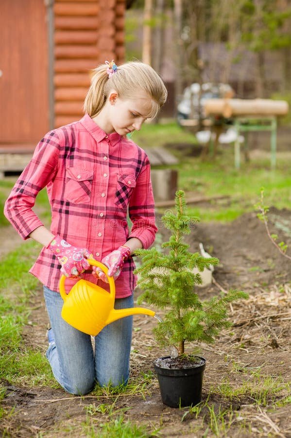 Sapling of a tree stock photo. Image of growing, fresh - 67151692