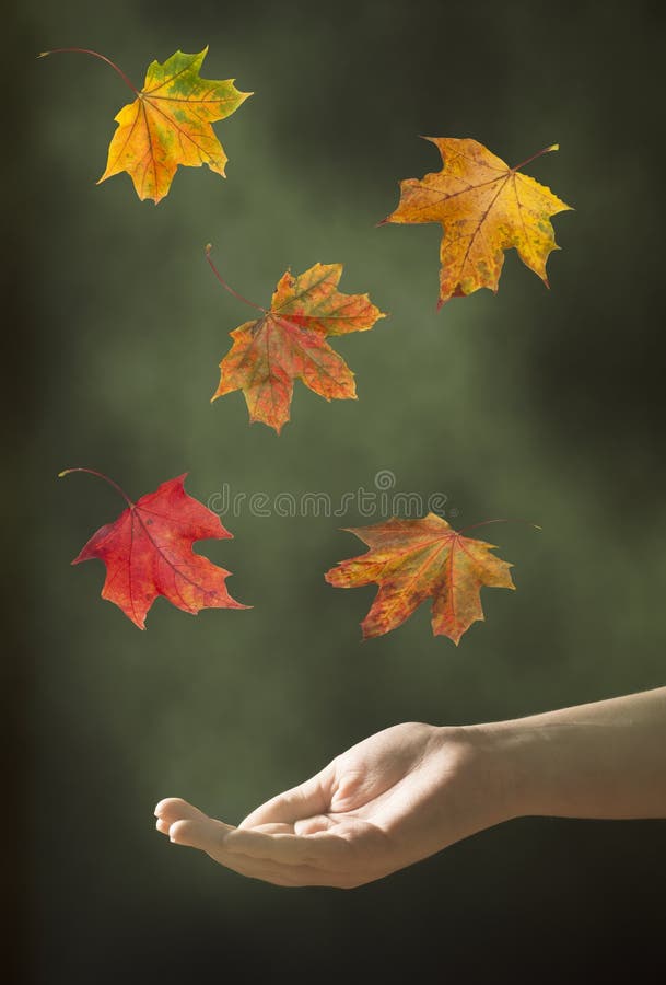 Catching Leaves stock image. Image of leaves, catching - 29995617