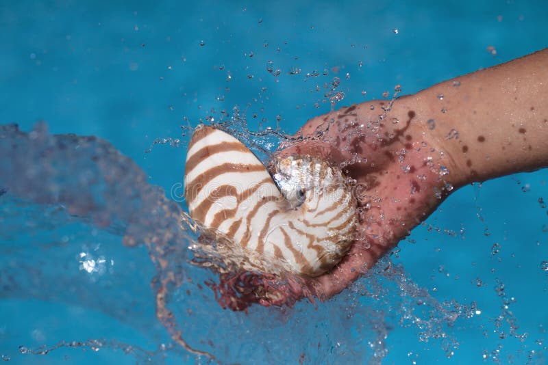 Girls Hand Holding Nautilus Shell and Splash Stock Photo - Image of ...
