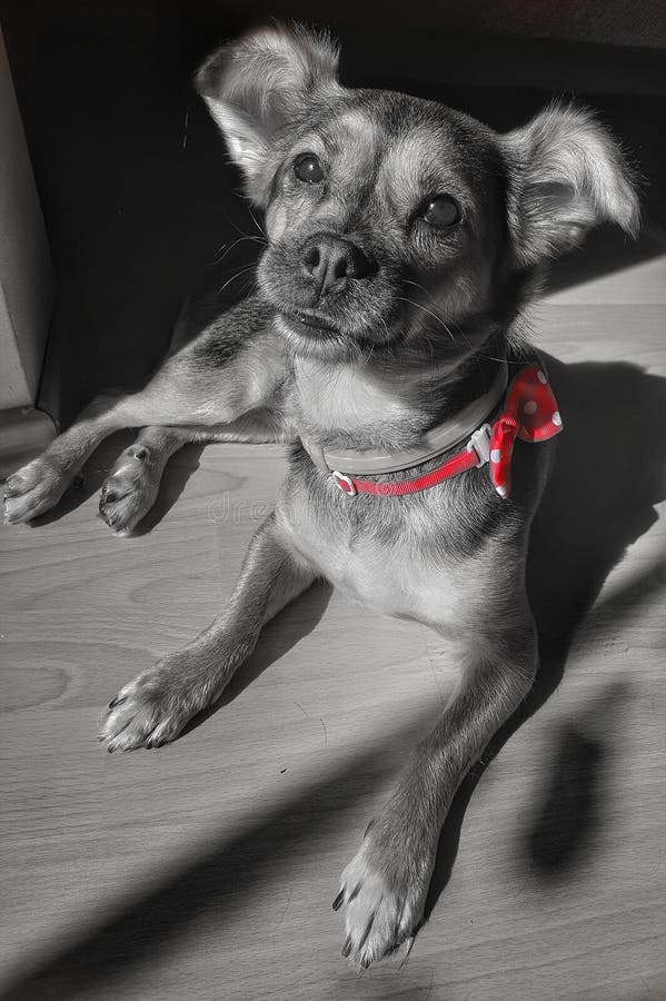 Girls wear red papillon stock image. Image of girls - 230036431