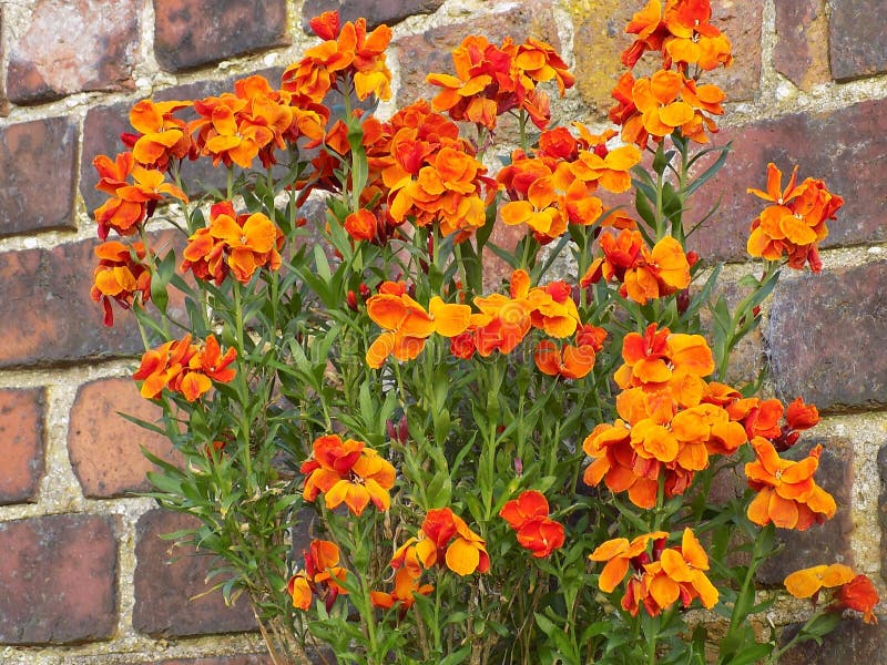Détail Orange De Giroflée Fleur De Jardin De Ressort Photo stock ...