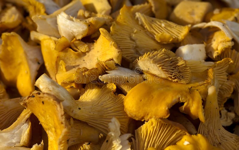 Girolles stock photo. Image of cantharellus, mushroom - 54583828