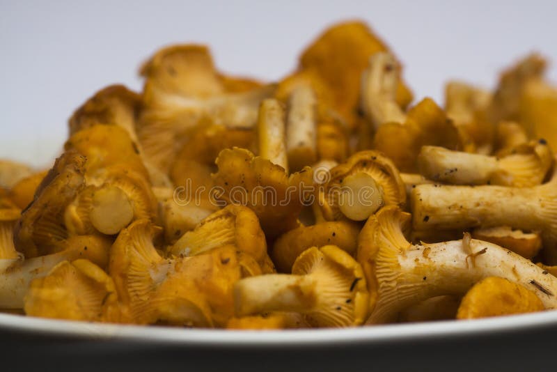 Girolles stock image. Image of cibarius, girolles, ingredients - 74477239