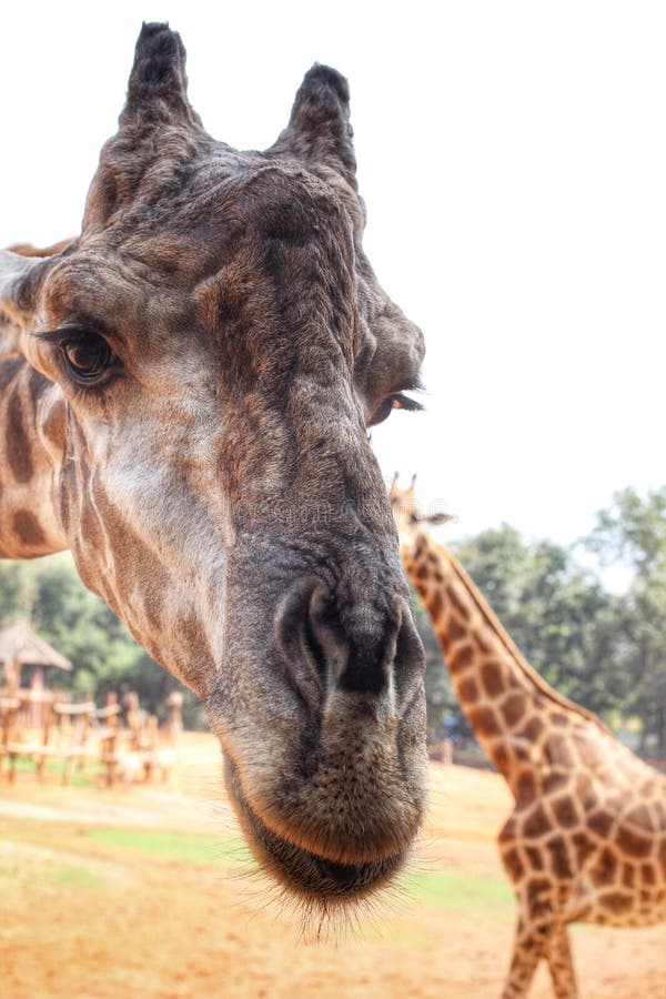 Eating girrafe stock photo. Image of lunch, beautiful - 33799078