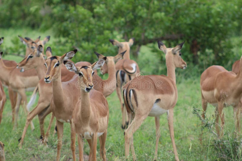 Gisele bucks grazing stock photo. Image of animals, gisele - 110835000