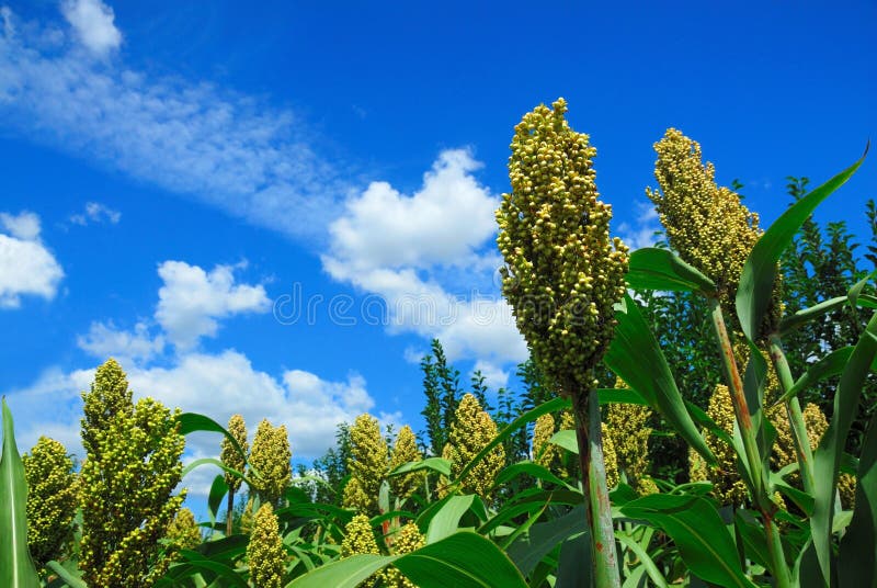 Champ de sorgho photo stock. Image du zone, cultivez - 34731384