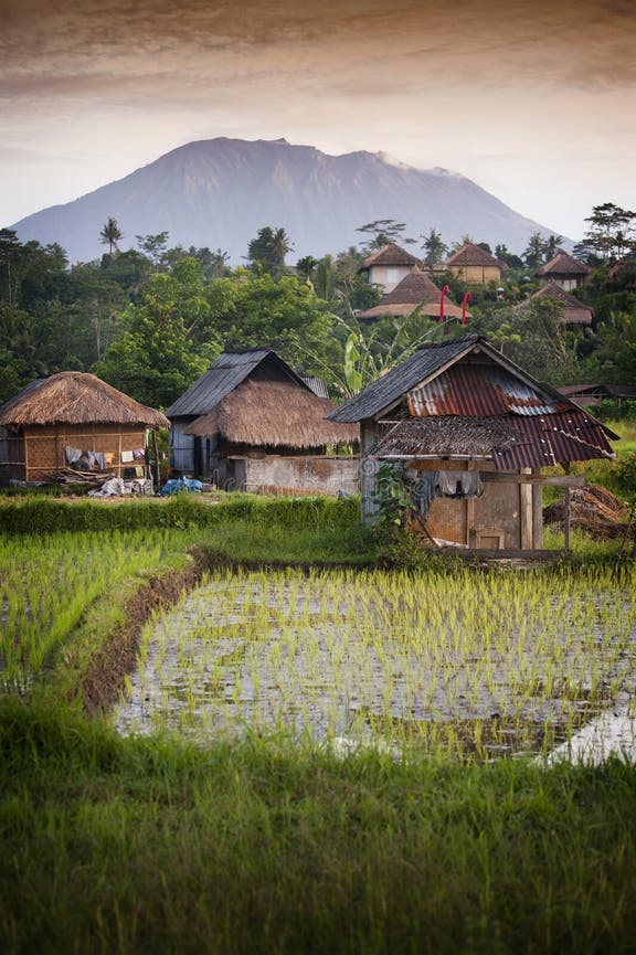 Gisements de riz de Bali. image stock. Image du plantation - 38793723
