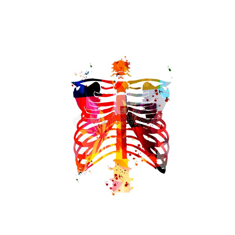 Colorful Rib Skeleton, Rib Cage Bones, Anatomical Poster with Human ...
