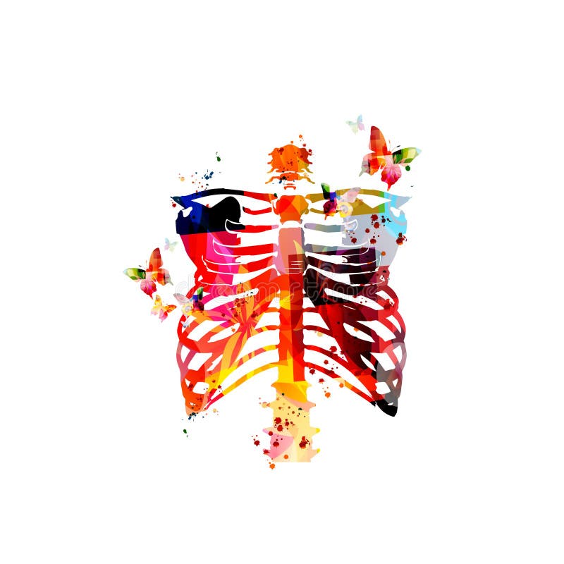 Rib Cage Bones. Thorax. Human Skeletal System. Anatomy Stock Vector ...