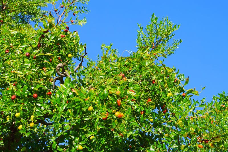 Albero Della Giuggiola Con Molti Frutti Maturi Fotografia Stock ...