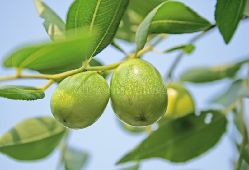 Albero di giuggiolo fotografia stock. Immagine di naughty - 11111134