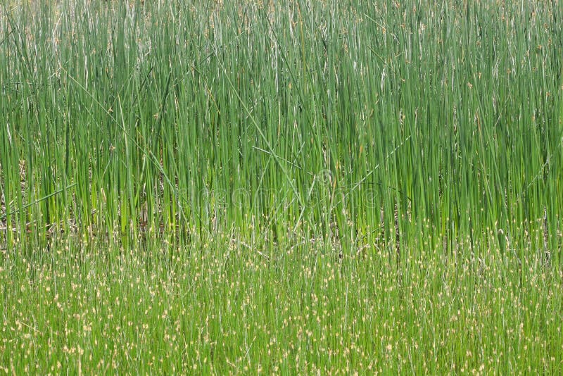 Giunchi Verdi Al Bordo Di Un'insenatura Con Gli Alberi Di Gomma Nel BAC ...