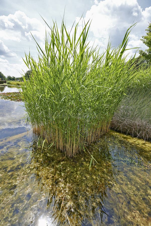 Giunchi e Lily Pads fotografia stock. Immagine di calma - 41902880