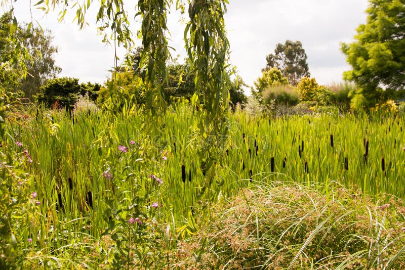 Giunchi in mare di verde immagine stock. Immagine di nave - 75132927