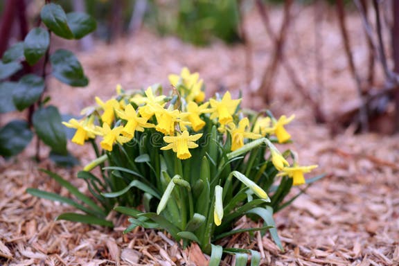 Giunchiglia, Jonquilla Del Narciso Fotografia Stock - Immagine di ...