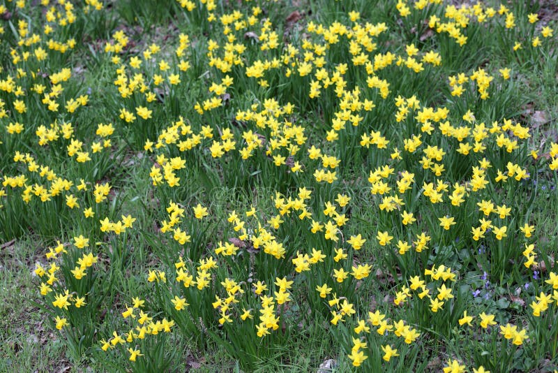 Giunchiglia, Jonquilla Del Narciso Fotografia Stock - Immagine di ...