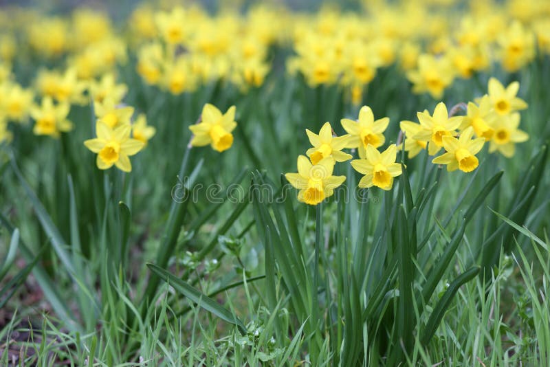 Giunchiglia, Jonquilla Del Narciso Fotografia Stock - Immagine di ...