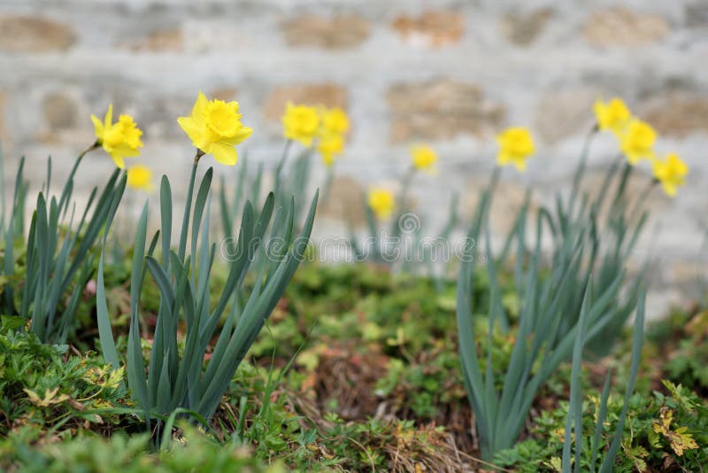 Giunchiglia, Jonquilla Del Narciso Fotografia Stock - Immagine di ...
