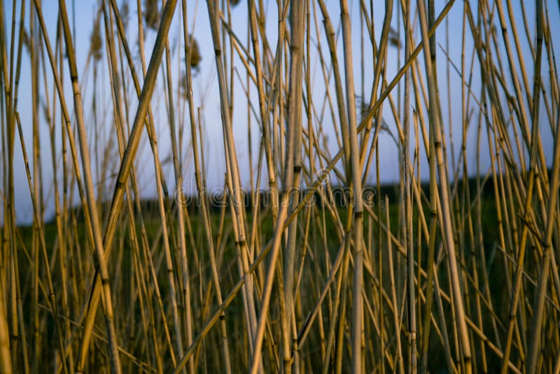 Giunco immagine stock. Immagine di giunco, gambi, cielo - 2293683