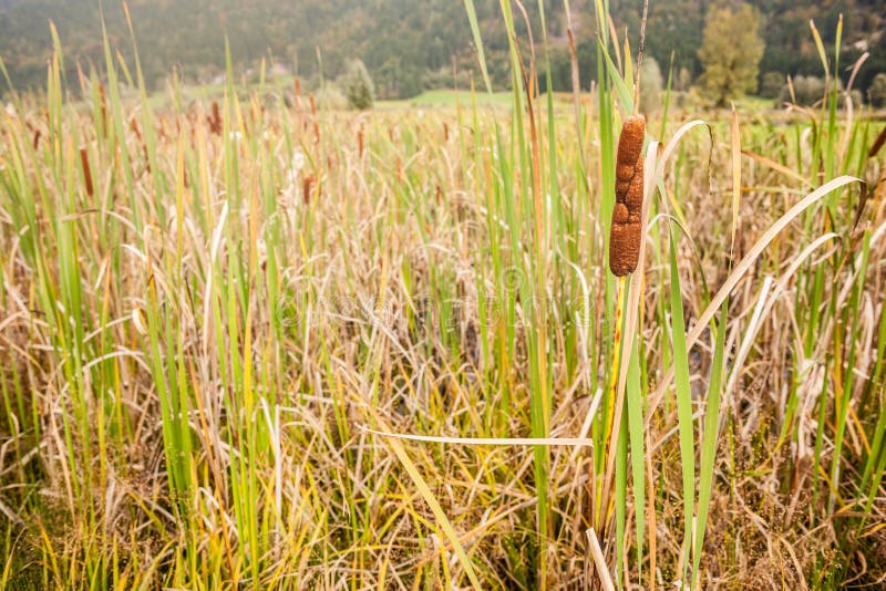 Giunco in una palude immagine stock. Immagine di gambo - 31475041