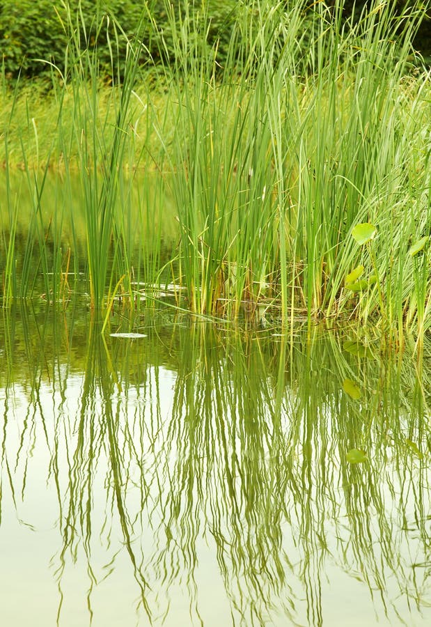 Giunco fotografia stock. Immagine di acqua, verde, giunco - 5370794