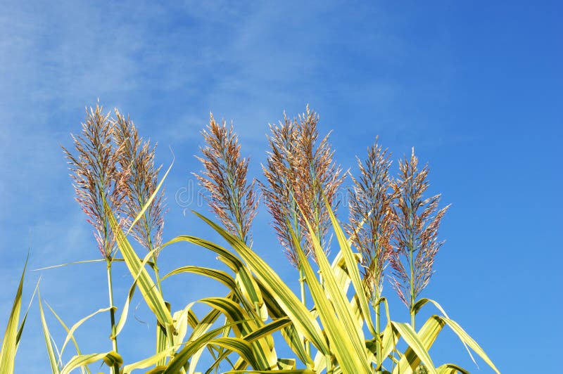 Giunco fotografia stock. Immagine di pianta, grappolo - 6997644