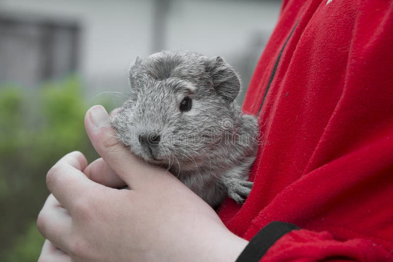 Giunea pig stock photo. Image of breeding, flurry, hair - 93391050