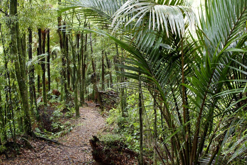 Giungla densa fotografia stock. Immagine di sfondo, pioggia - 2848118