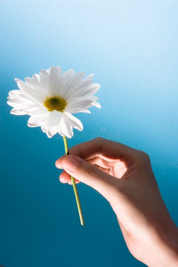 Give a flower stock image. Image of gesture, daisy, feel - 10274401