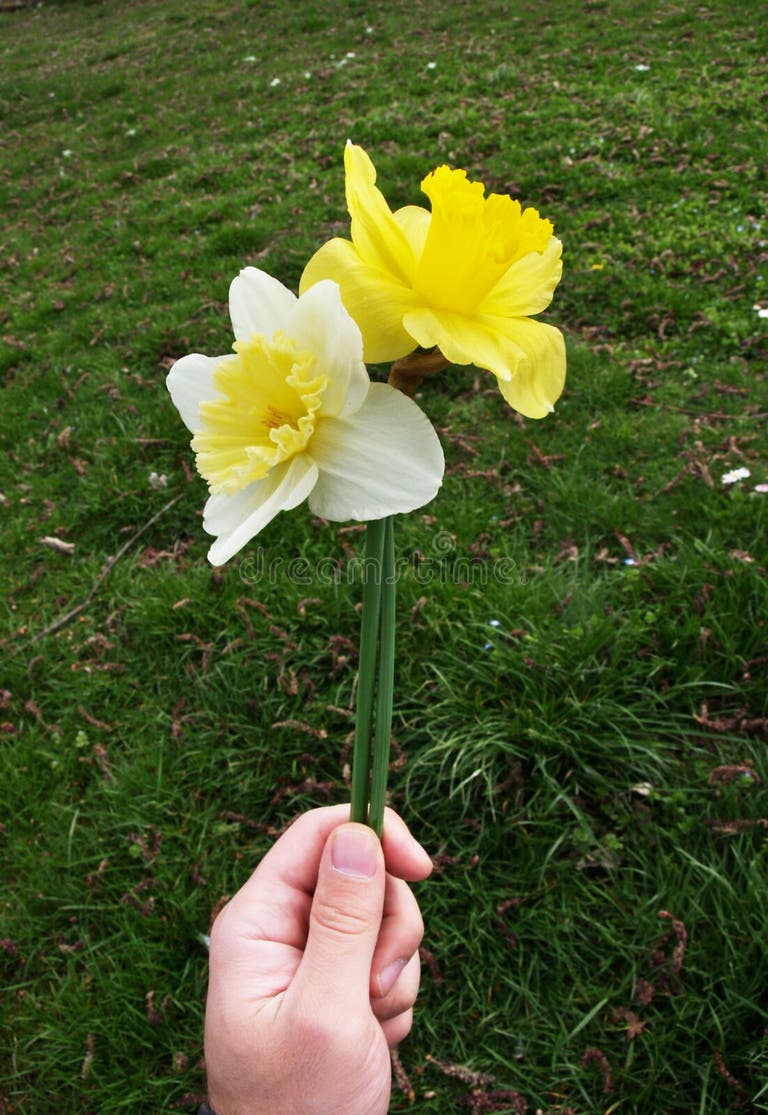 34,528 Two Color Flowers Gaojialing Stock Photos - Free & Royalty-Free ...